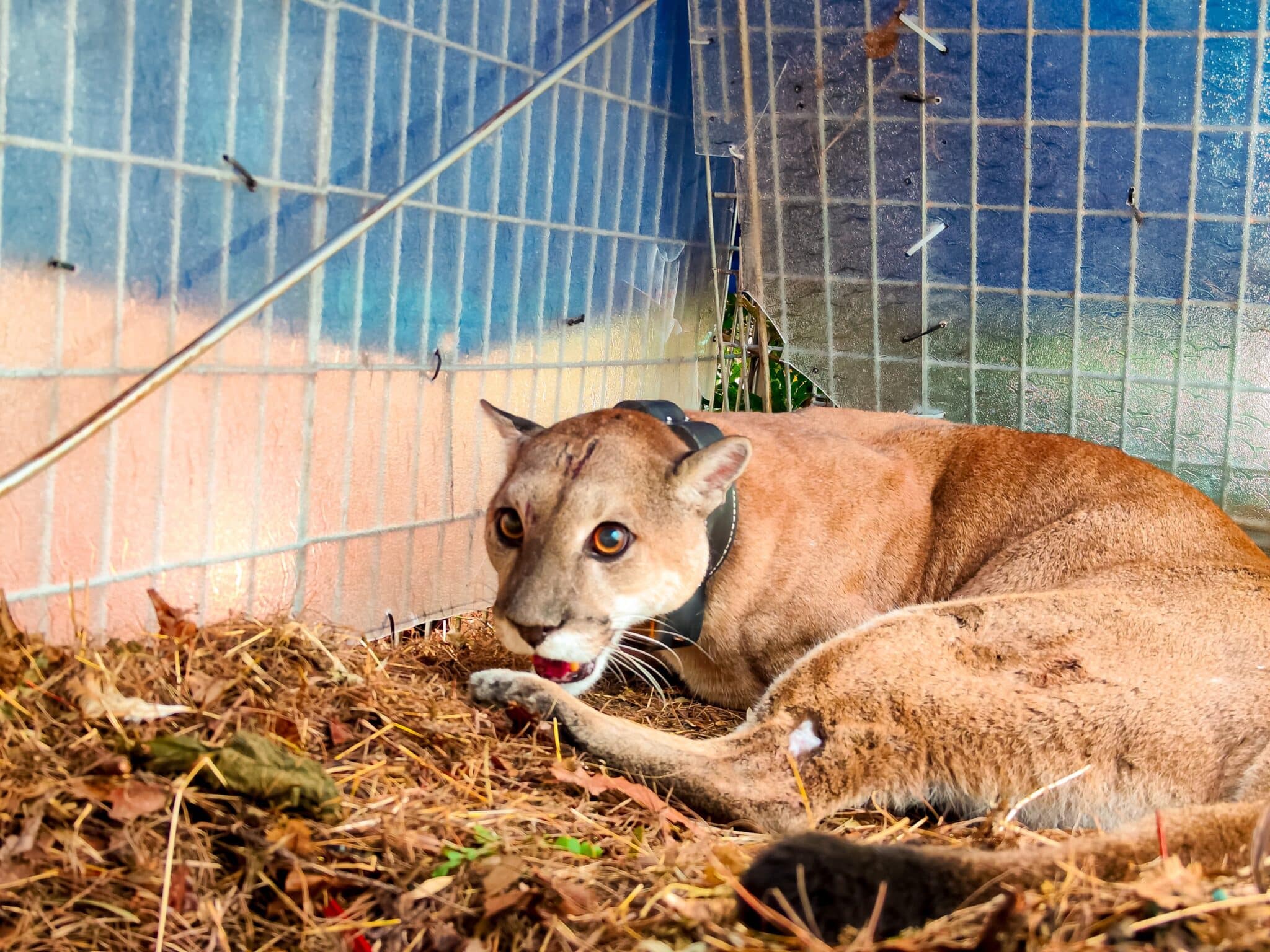 ¡Histórico! Por primera vez, en Antioquia, se rastreará un puma