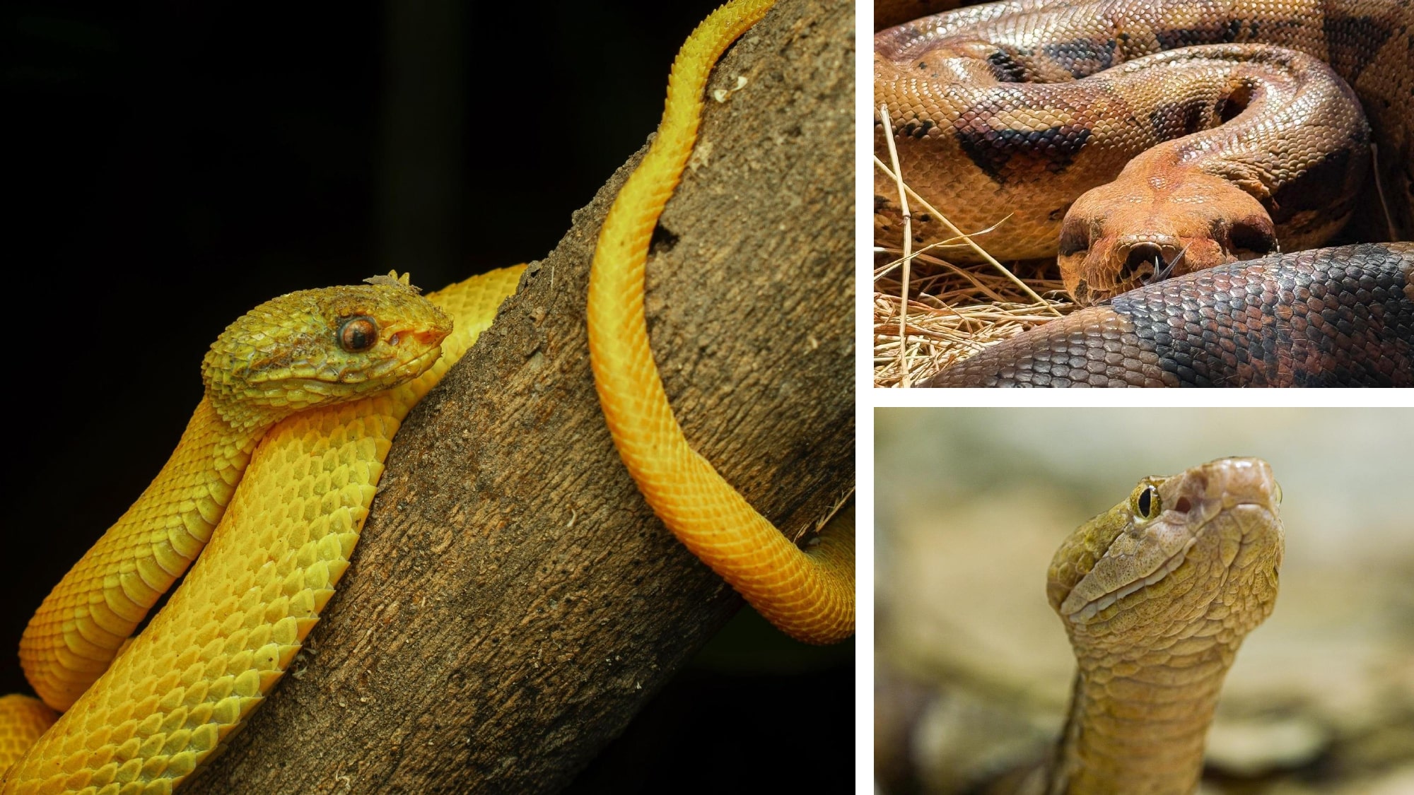 Dia mundial de la serpiente